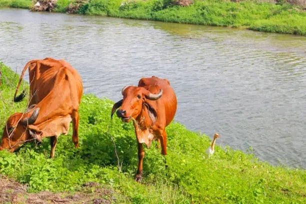 From Gir to Girolando: the success story of Indian cattle in Brazil